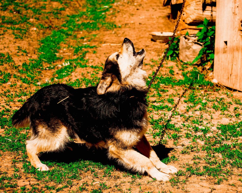 Miedo al ruido en los perros: todo lo que debes saber. – VETranking