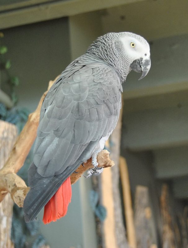 El loro gris africano o yaco – VETranking